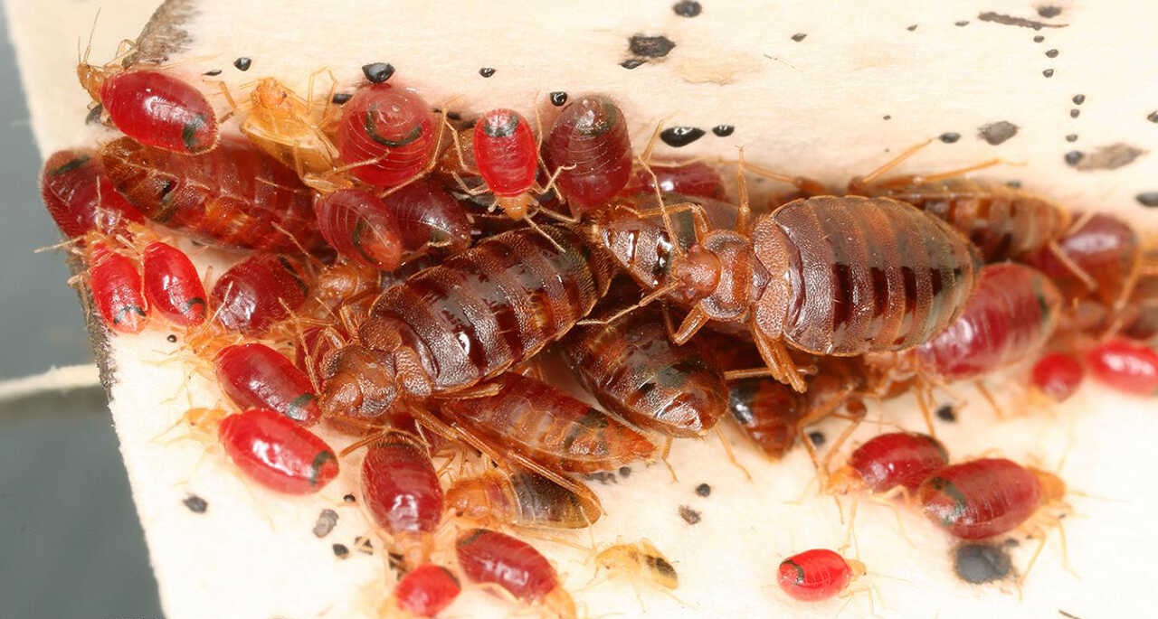 البق – الشركة الوطنية لإبادة الحشرات والقوارض – 01000667966